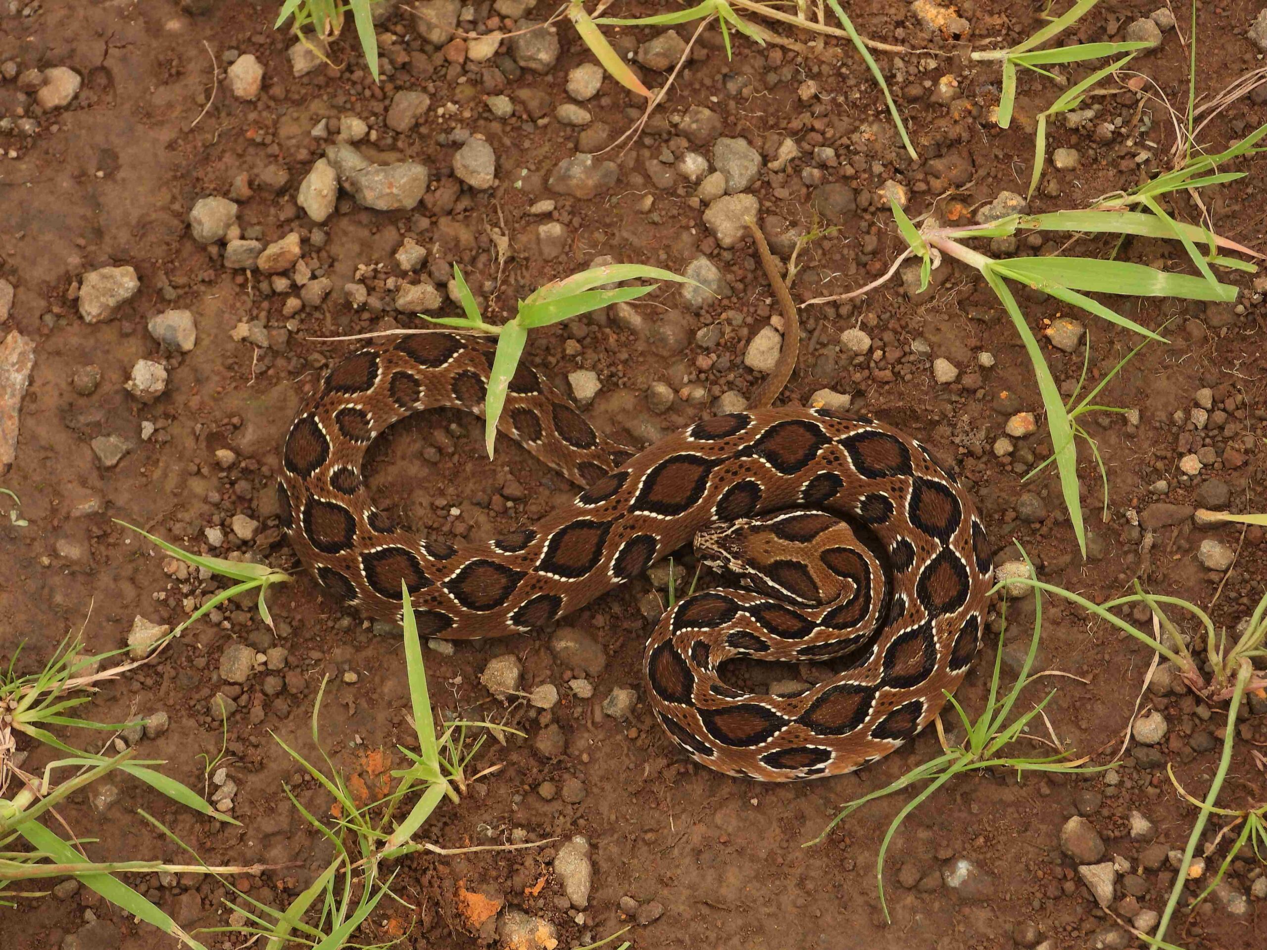 Russell’s viper | Tech Blogger