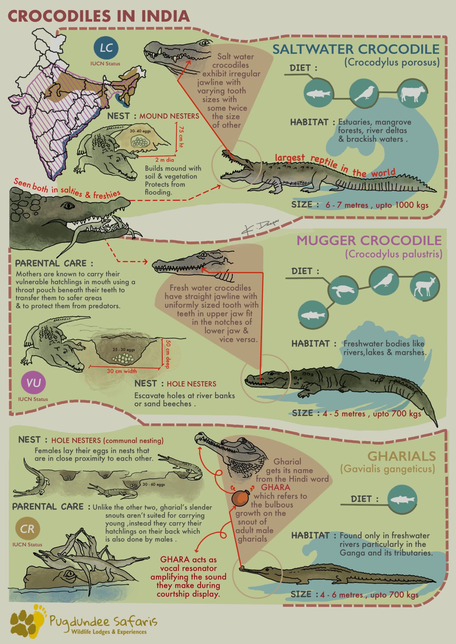 Crocodiles in India | India Crocodile Species