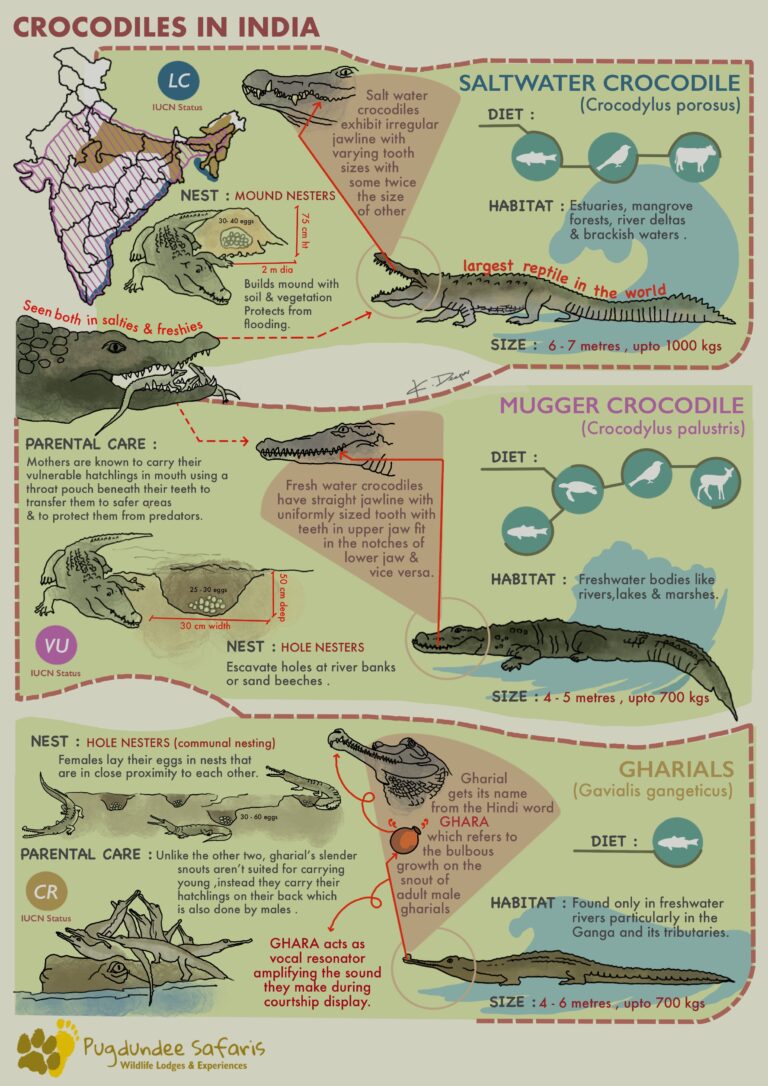 Crocodiles in India | India Crocodile Species