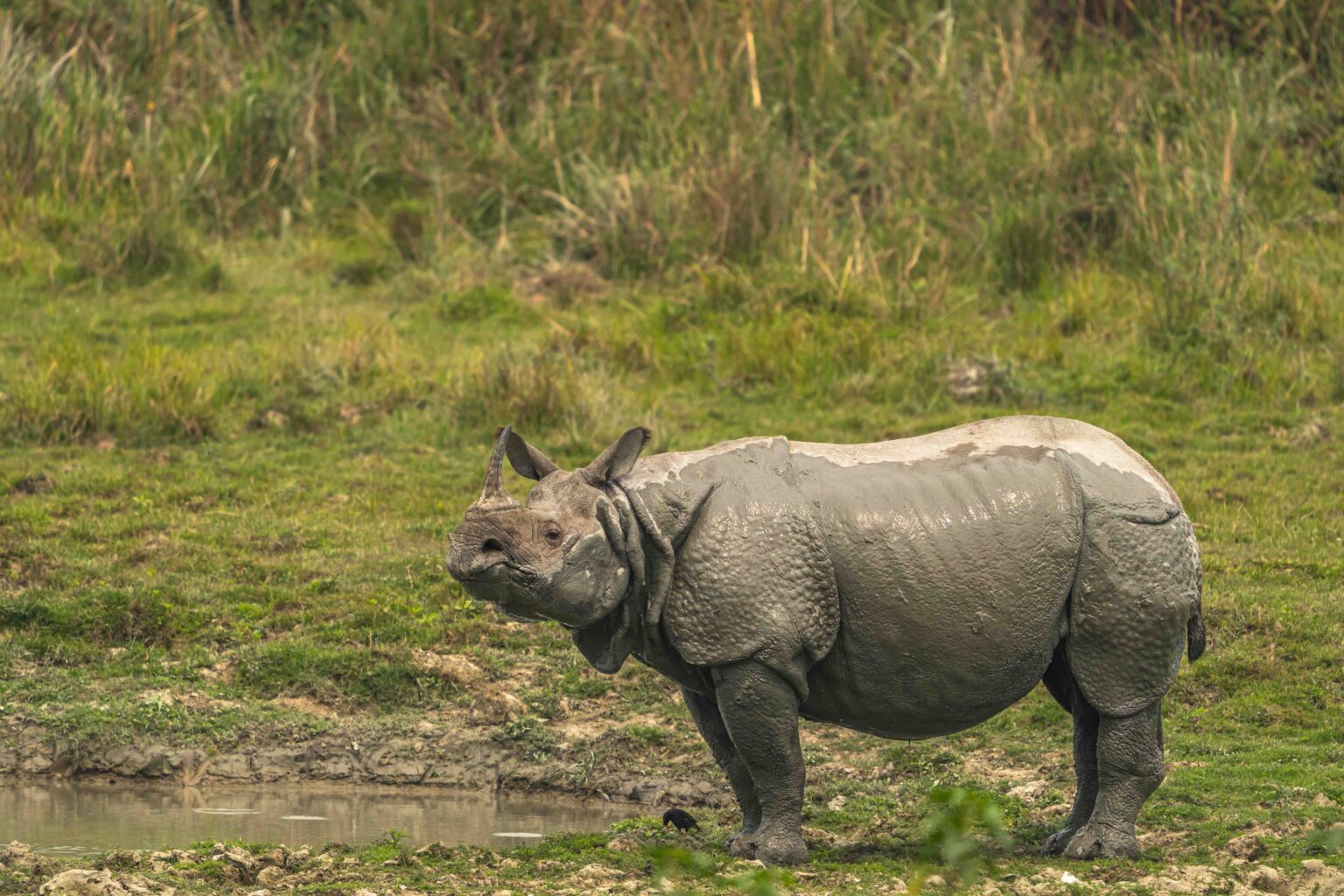 One Horned Rhino: The Greater One Horned Rhinoceros in India