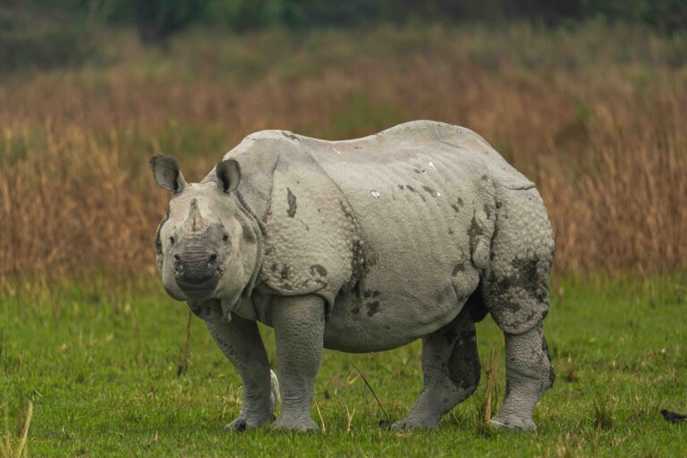 One Horned Rhino: The Greater One Horned Rhinoceros in India