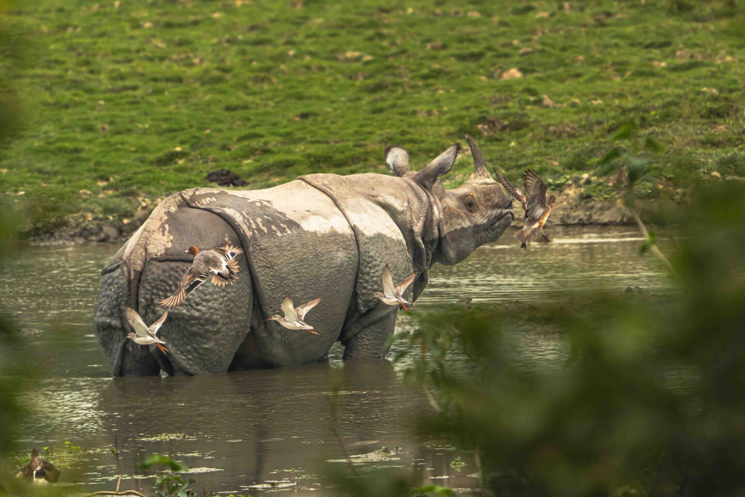 One Horned Rhino: The Greater One Horned Rhinoceros in India
