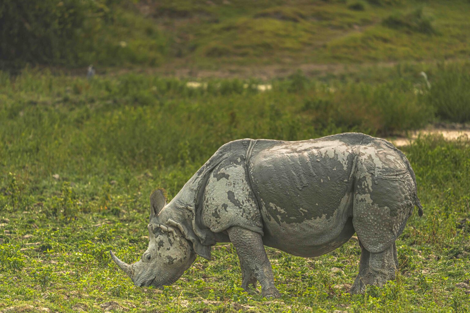One Horned Rhino: The Greater One Horned Rhinoceros in India