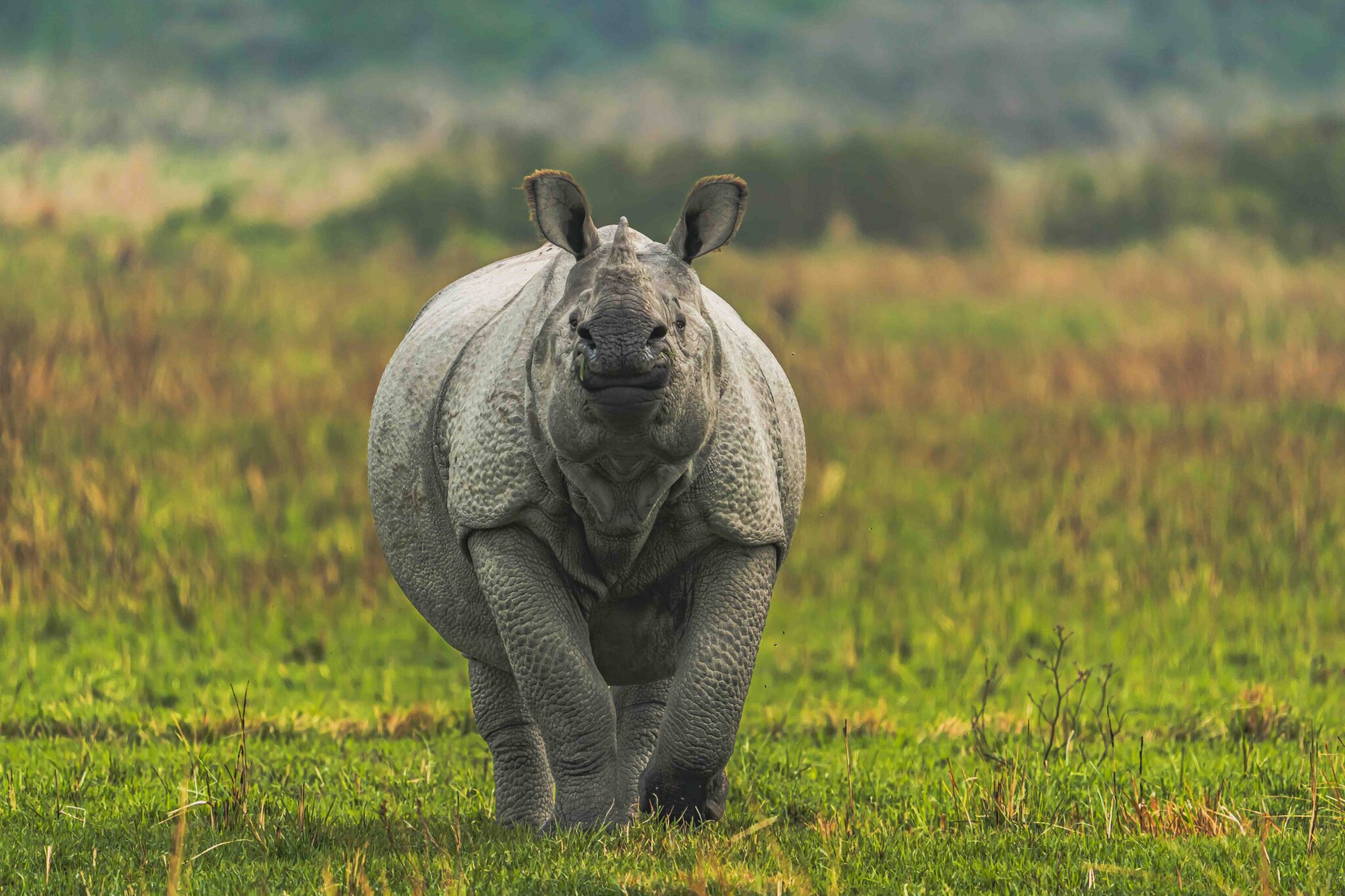 One Horned Rhino: The Greater One Horned Rhinoceros in India